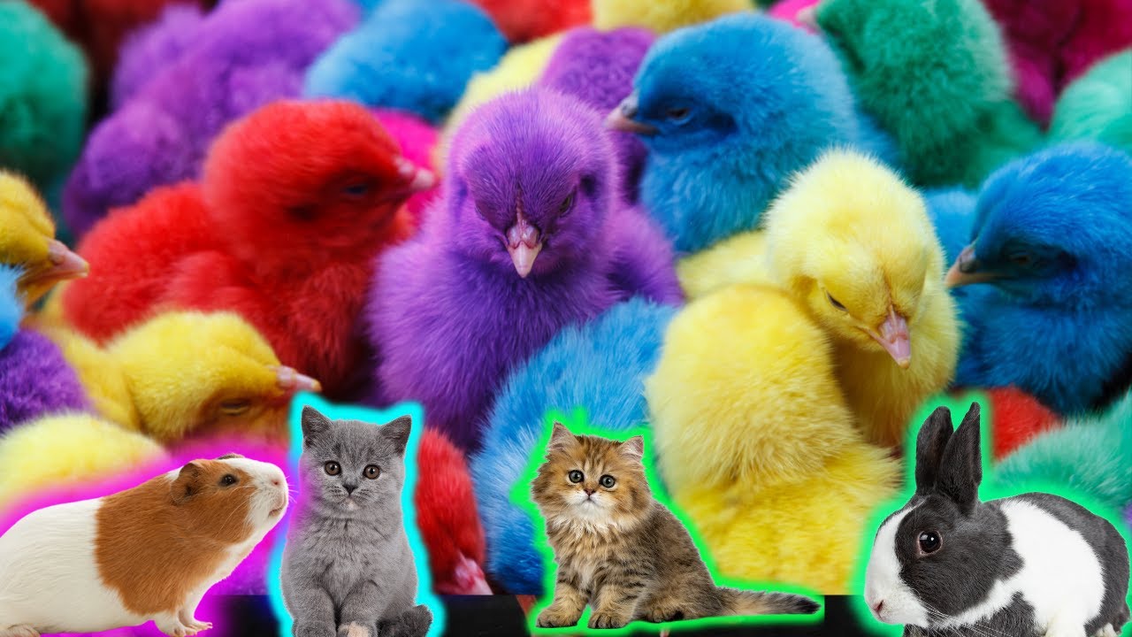 Catch Cute Chickens,Colorful Chickens,Rainbow Chickens,Rainbow Chickens ...