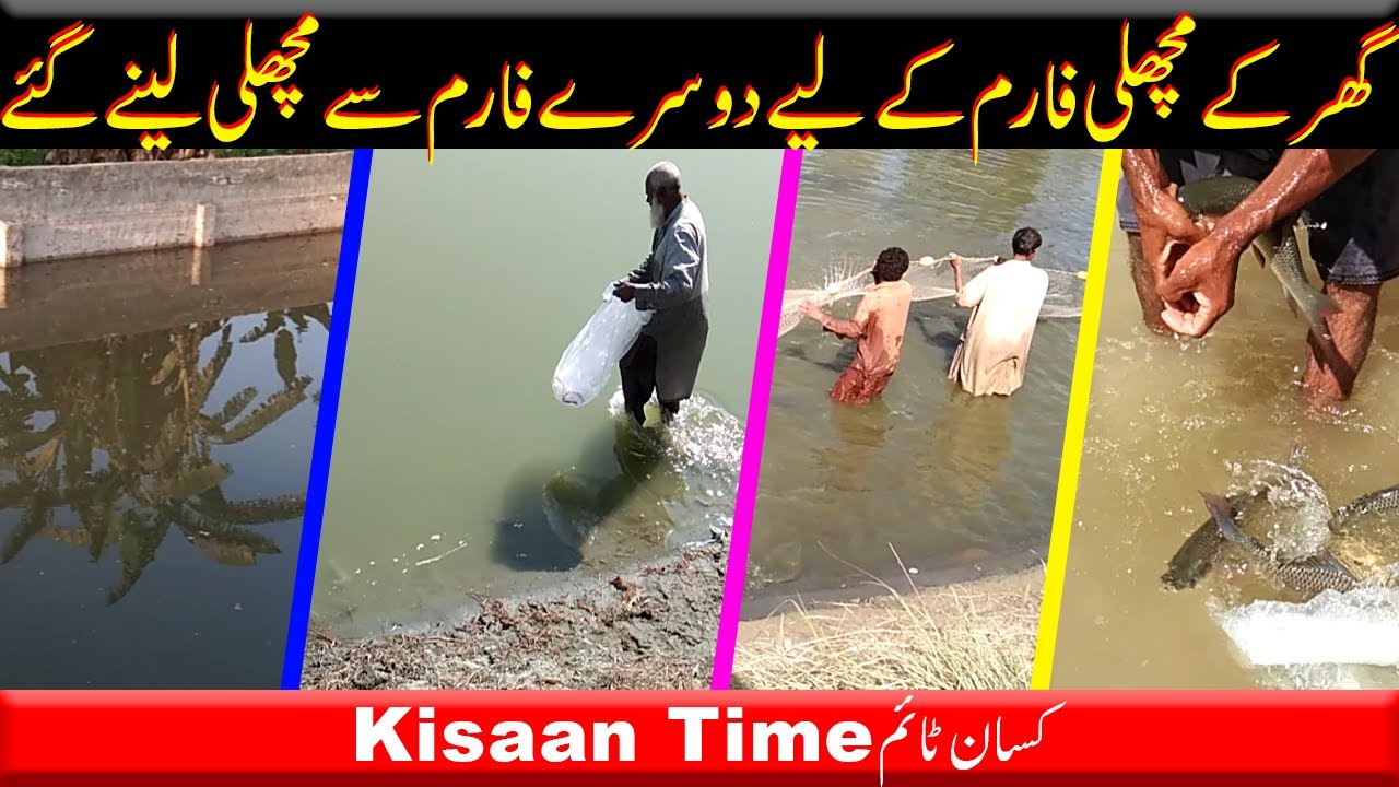 Fish Farm فش فارمنگ Fish farming in pakistan fish farming business Fish ...
