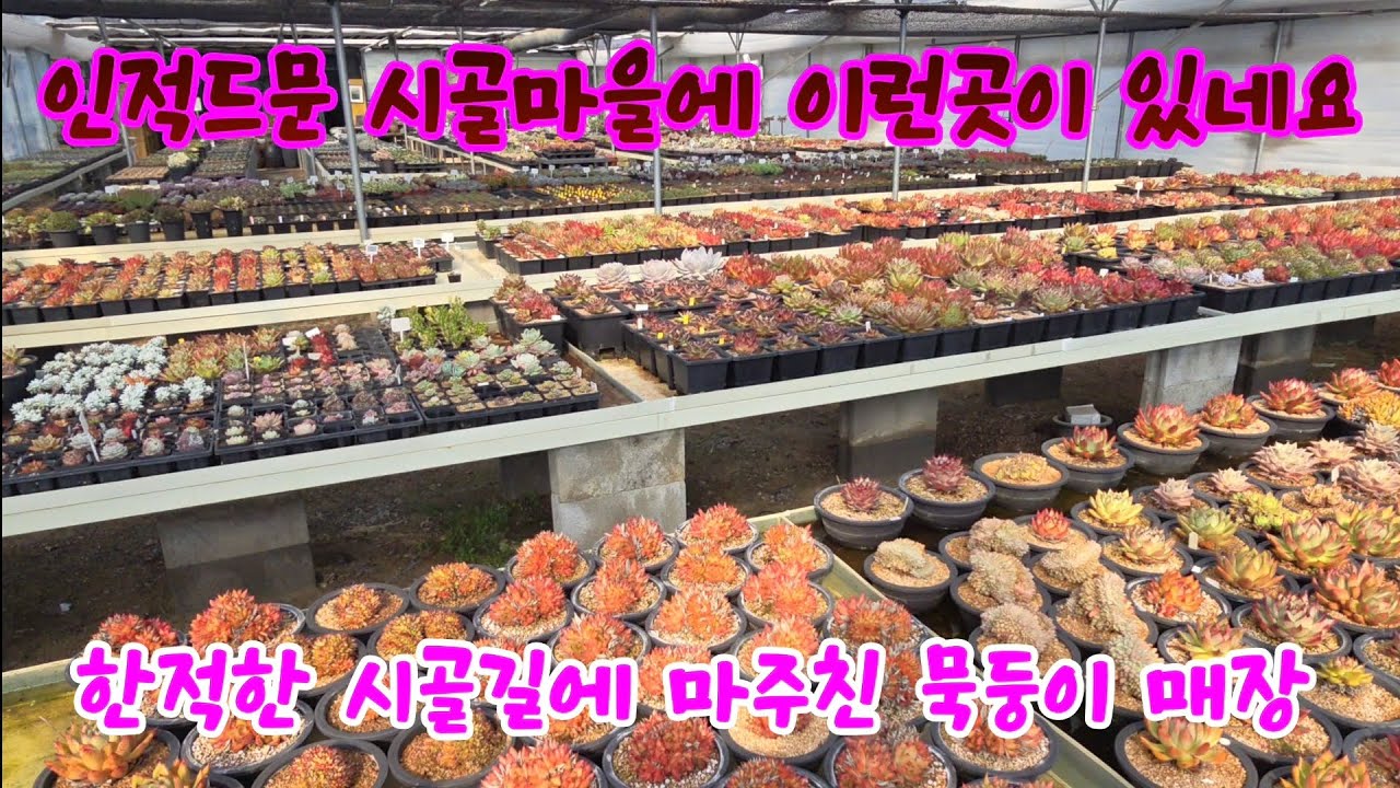 시골길따라 마주친 묵은둥이 다육식물 매장 여기저기 보물들이 숨어있는곳 각종 다육식물이 한가득 묵둥이 창 하월시아 코너