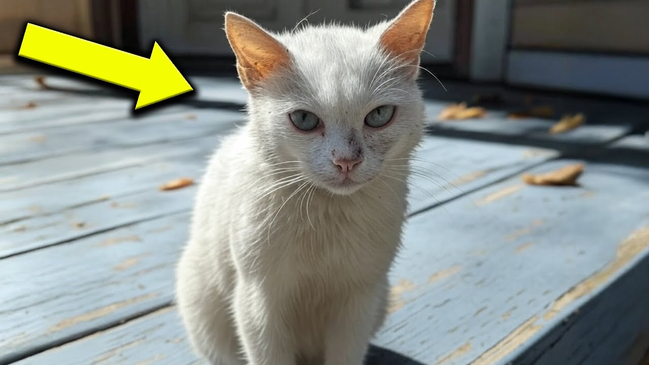 The Hopeless Obese Woman Finds a Stray Cat, But What This Cat Does ...