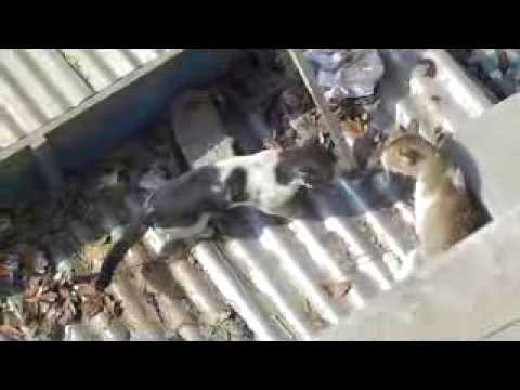 Real Cat Fight - YouTube