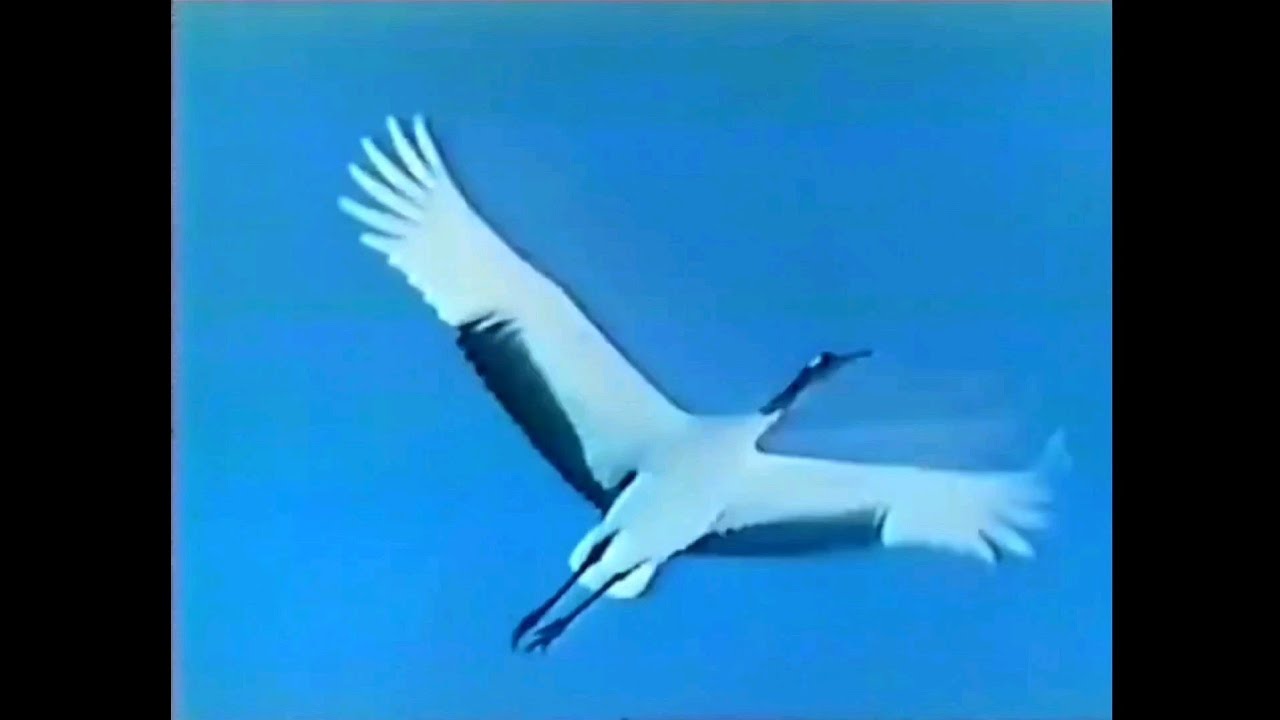 CM 1981 白鶴 - YouTube