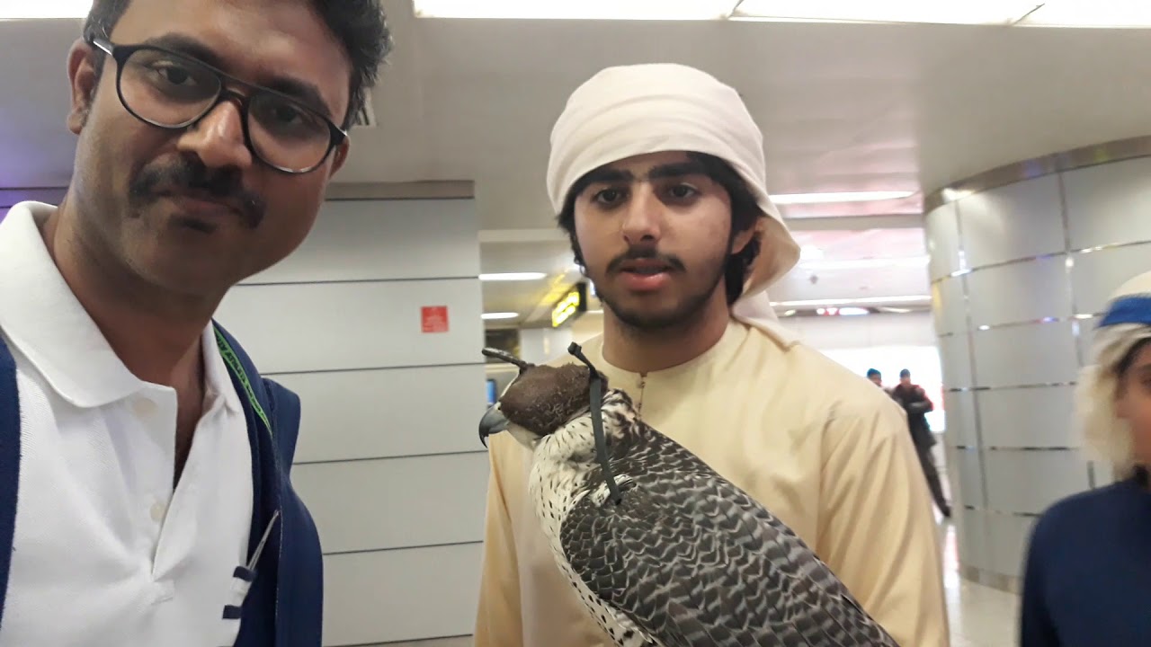 Flying with a National Bird of UAE. - YouTube