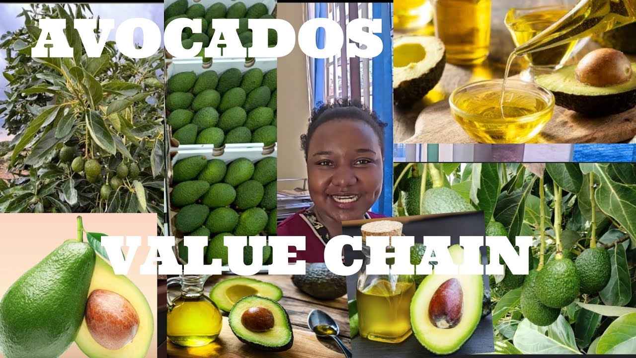 How Avocados makes Millions // The Secret Behind The Value Chain - YouTube
