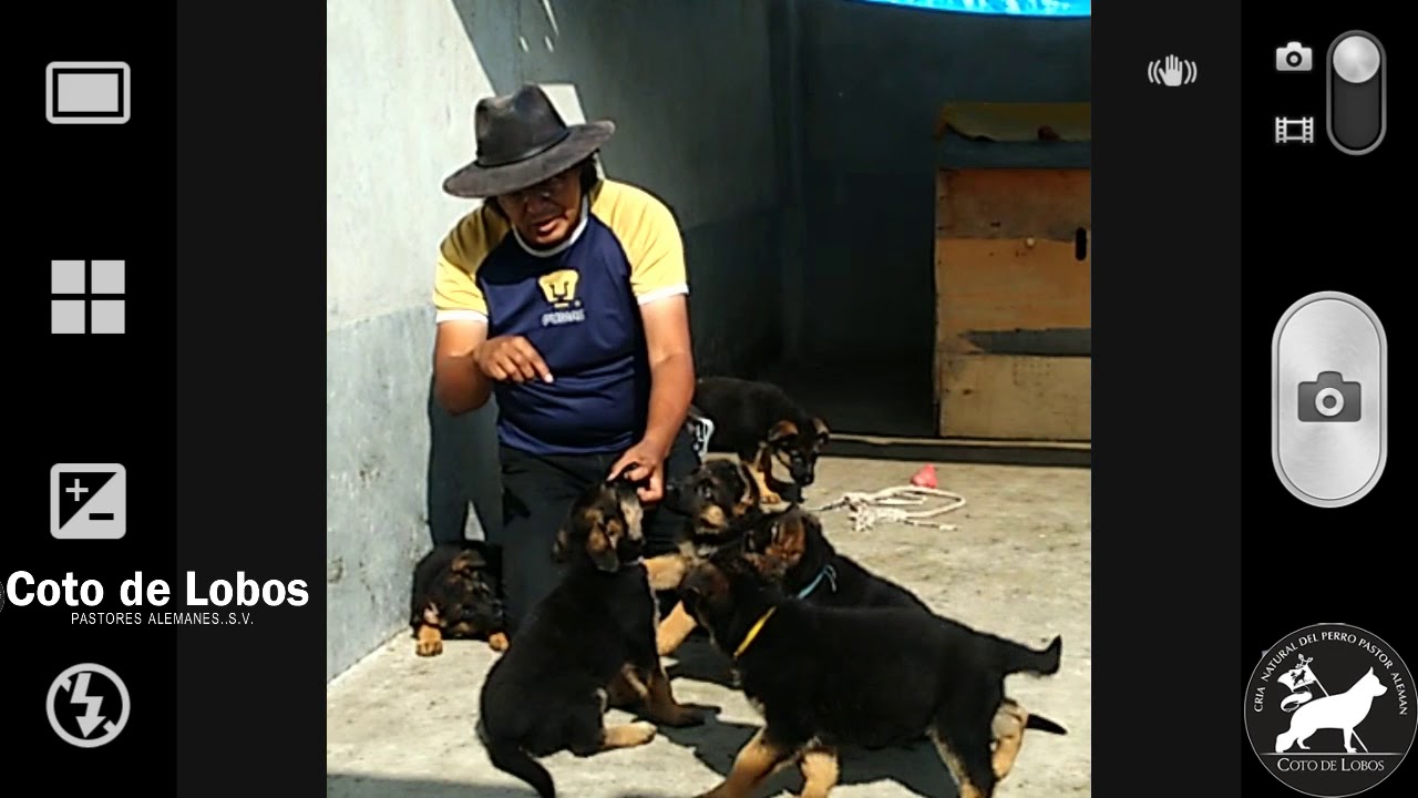 Ruben Borja con Cachorros en Coto de Lobos - YouTube