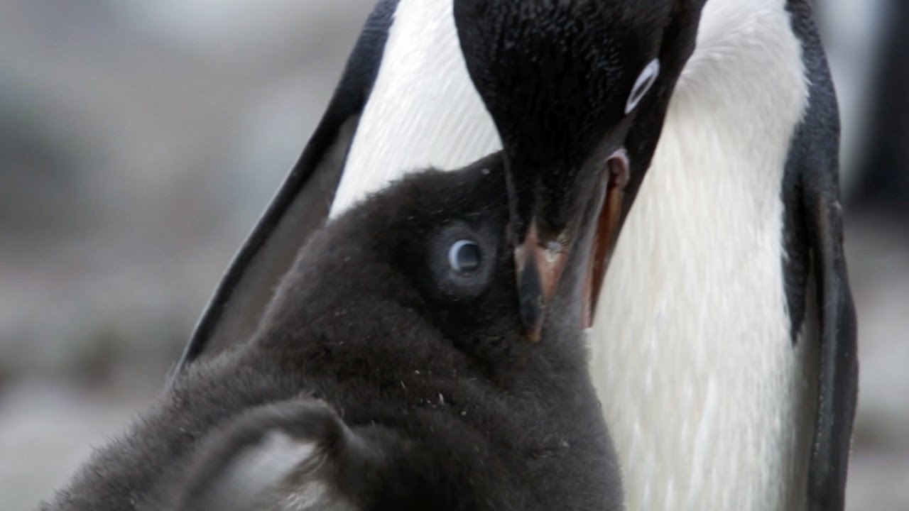 Penguin Siblings Race For Food | Growing Up Wild | BBC Earth - YouTube