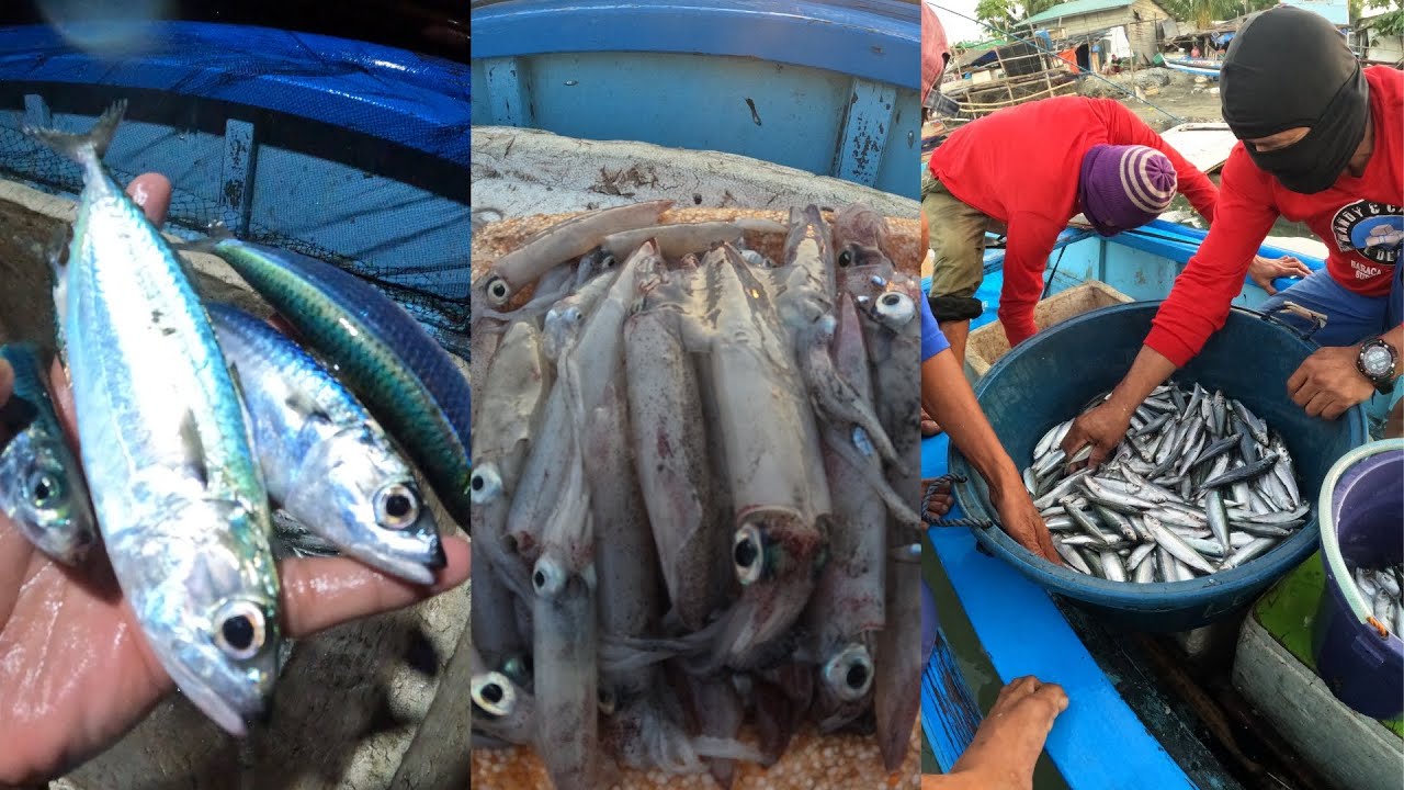 1 DAY FISHING to Catch Sardines, Mackerel, and Squid Fish 🐟🦑💵😯 - YouTube