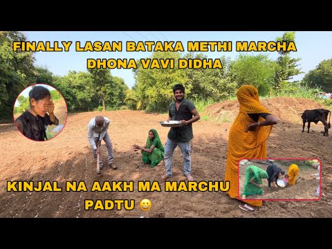 Aaje Finally Lasan Methi Ane Bataka Dhaniya Vavvi Didhu | Kinjal Na ...
