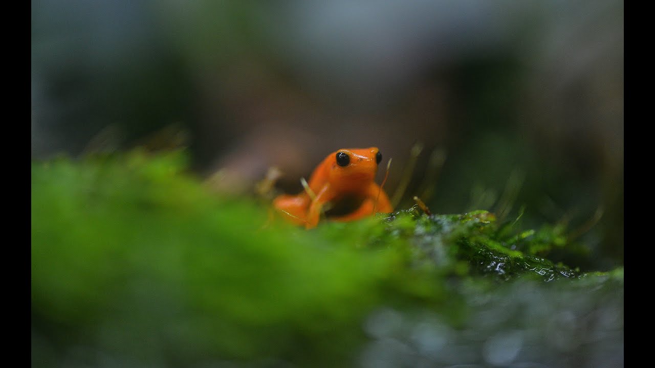 Glow-in-the-dark frogs - YouTube