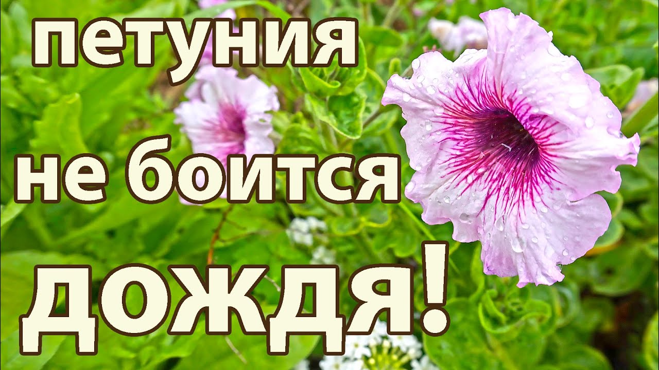 Петуния Супербиссима и Пендолино после дождей - YouTube