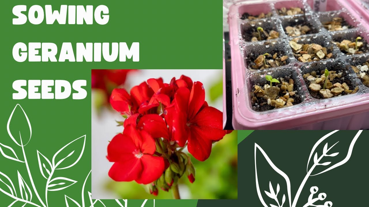 Sowing geranium seeds🌱early indoor seed starting - YouTube