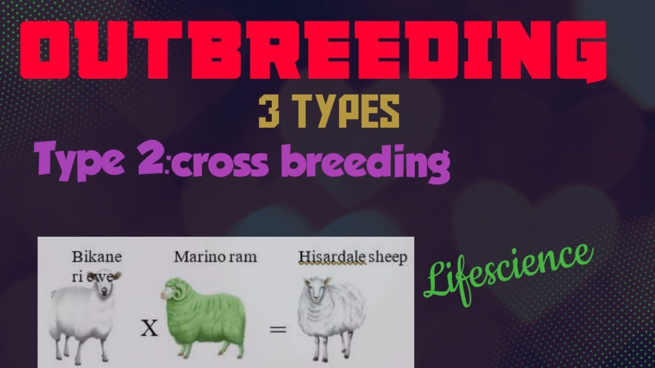 //Outbreeding//Type 2:Cross breeding//Hisardale(New breed of sheep ...