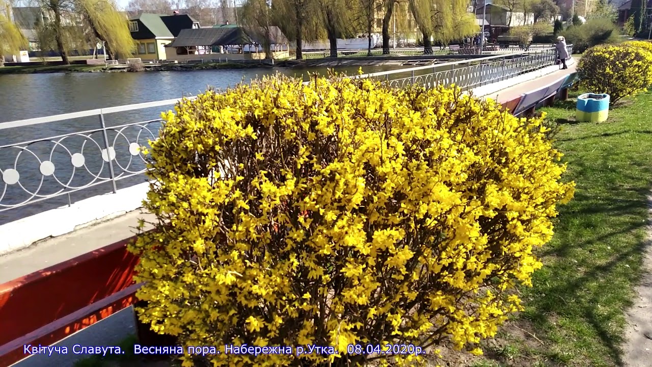 Blooming Slavuta. Springtide. 04/08/2020 Quay of the River Duck. - YouTube