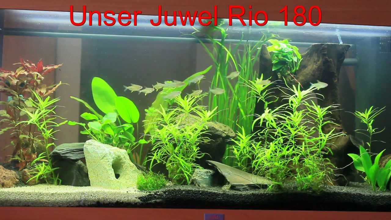 180 Liter Aquarium von Juwel - YouTube