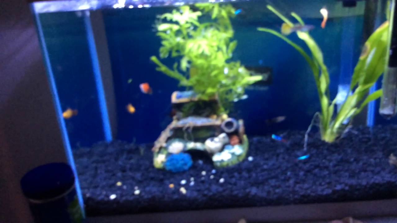 Chelsea's New Fish - YouTube