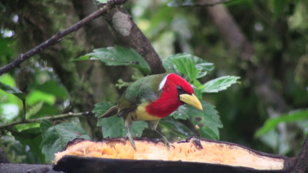 Cabézon à tête rouge (Eubucco bourcierii aequatorialis) Red-headed ...