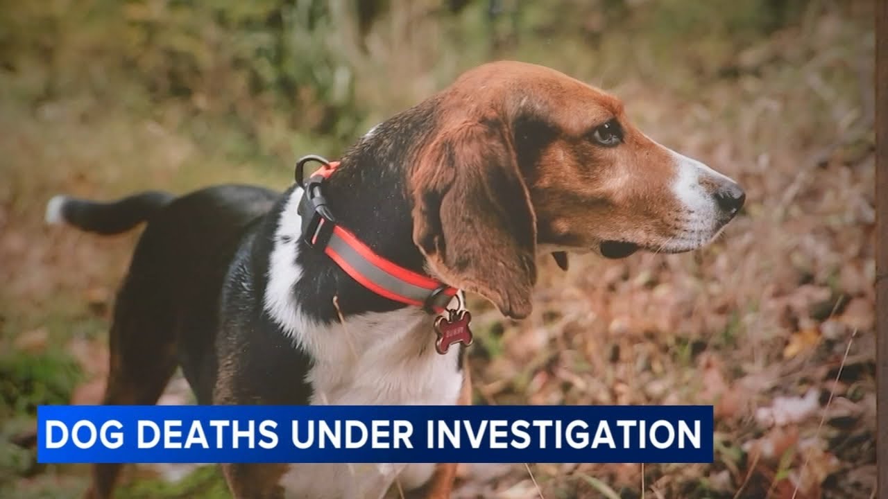 'It was a nightmare': Death of 2 dogs at same kennel prompts ...