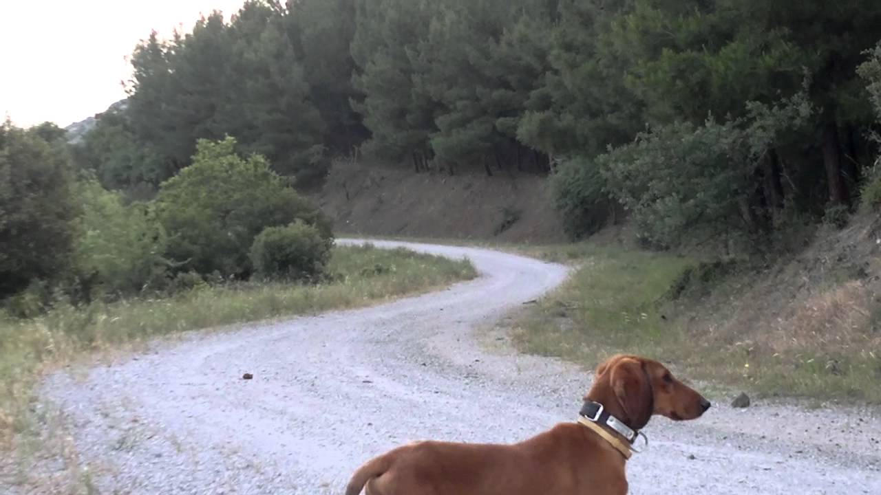 ΚΥΝΗΓΙ ΛΑΓΟΥ - YouTube