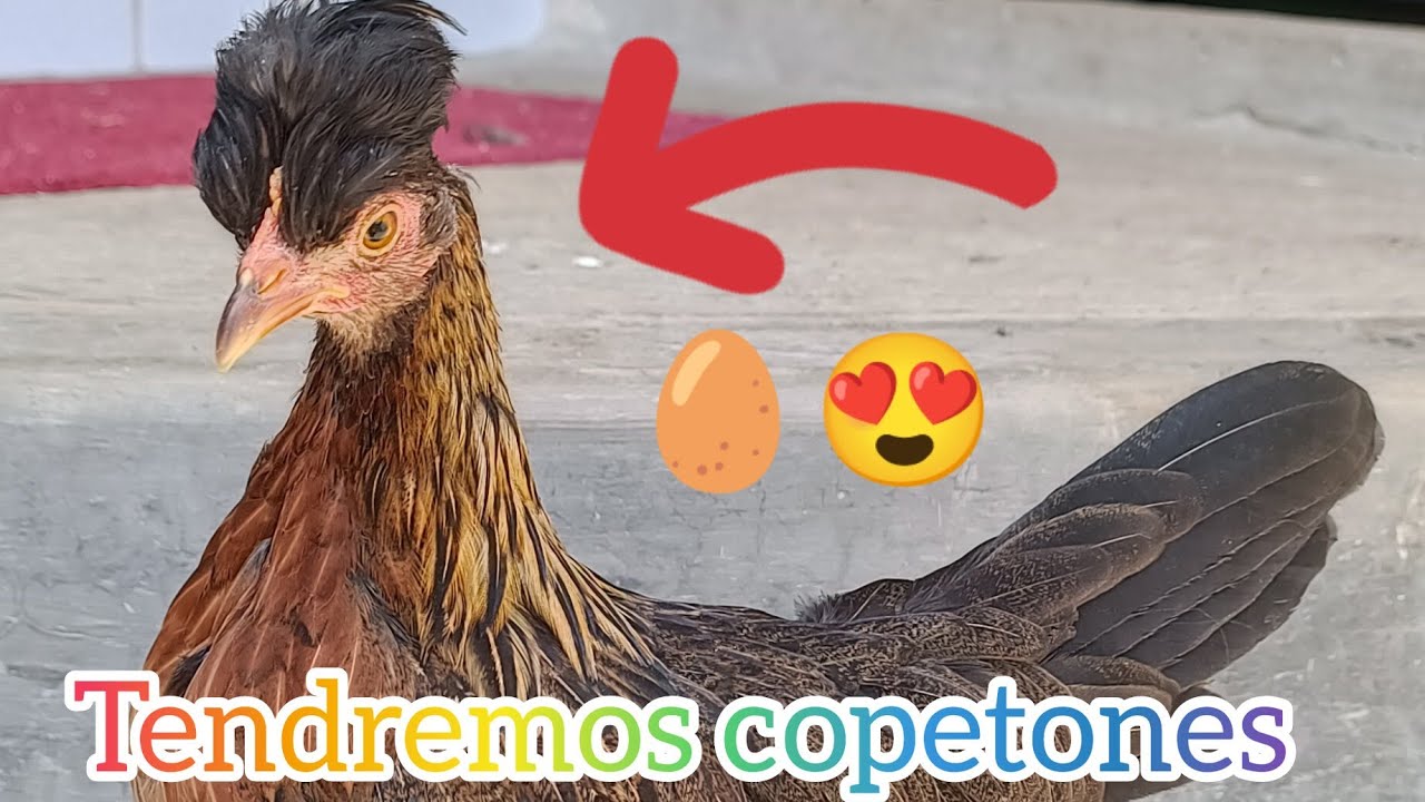 Copetitos ya pone huevo próximamente habrá pollitos copetones, se ...