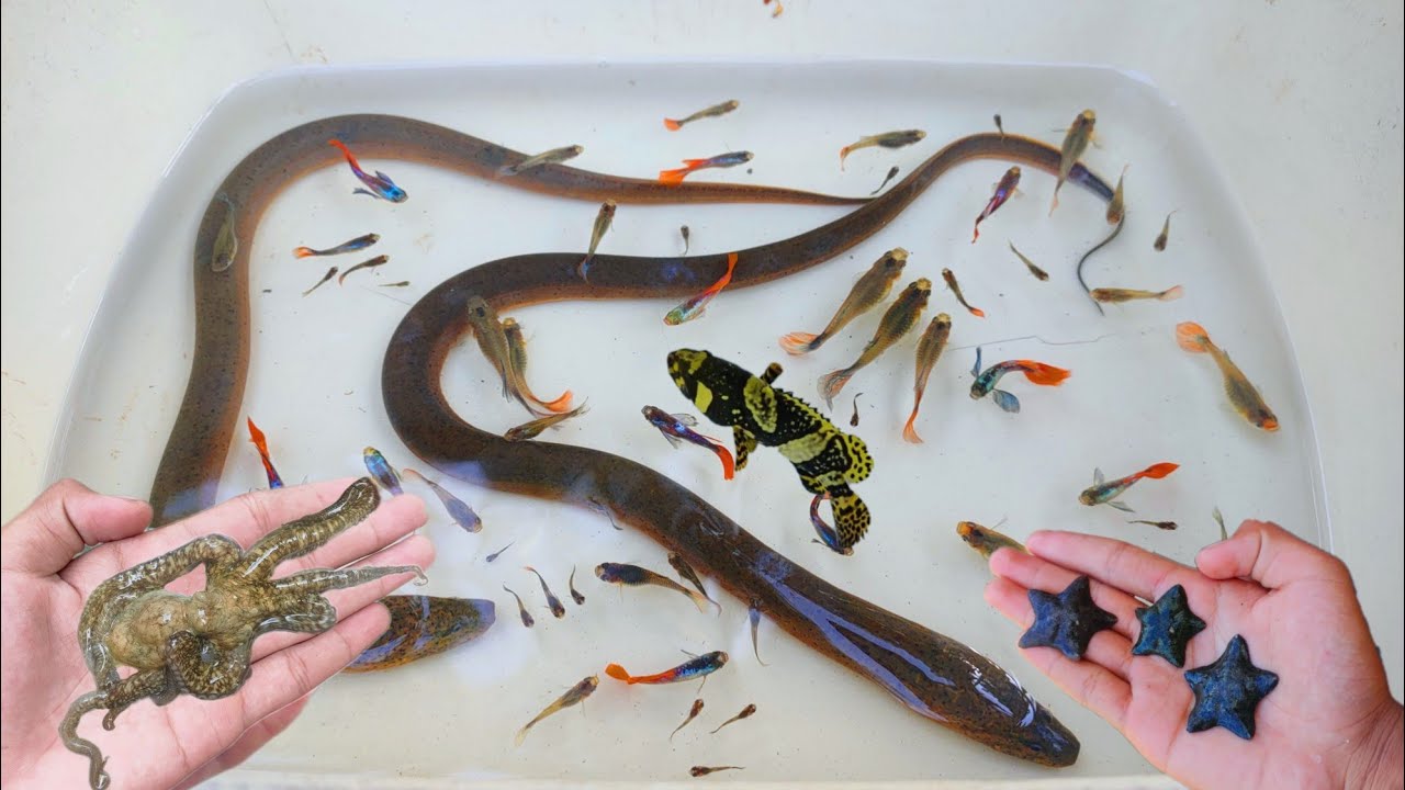 Seek and Find Starfish, Kelomang, Ikan Buntal, Belut, Kepiting, Lobster ...