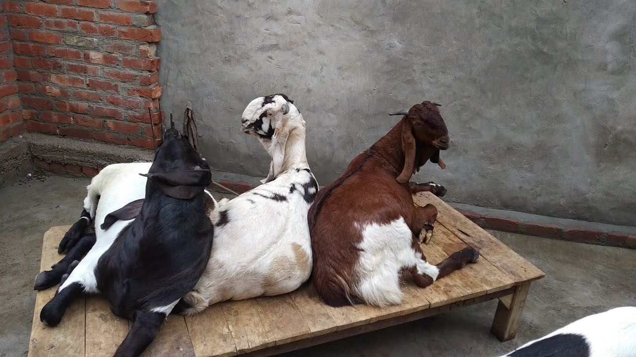 Rajasthani totapuri Ajmeri dhaank bakra - YouTube