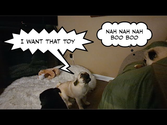 Angry Pug Memes Chachi. Pug Meme | Pug Memes, Pugs, Pug Love
