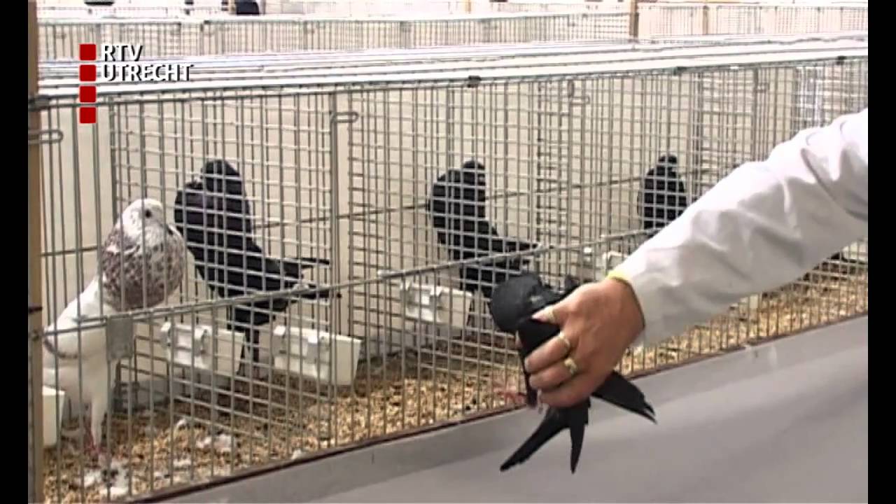Sierduiven keuren in Amersfoort - YouTube