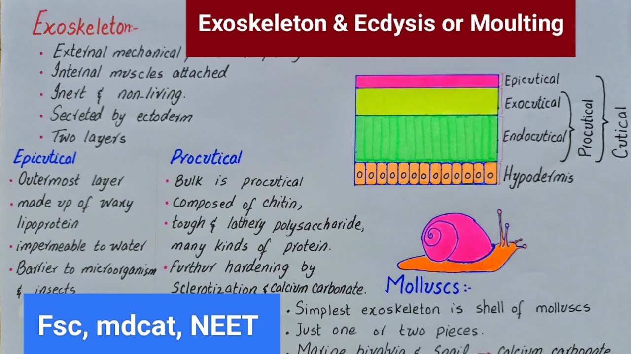 Exoskeleton | ecdysis or Moulting | class 12 - YouTube