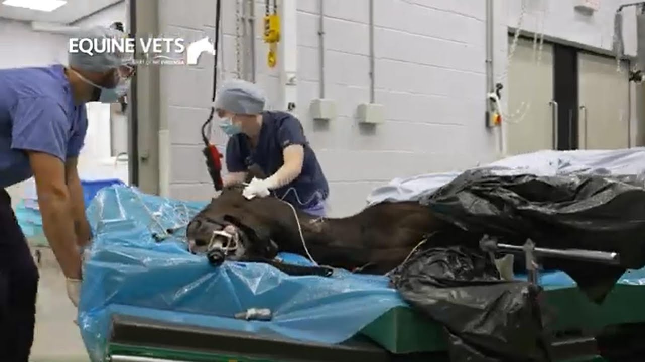 Pool House Equine Clinic - YouTube