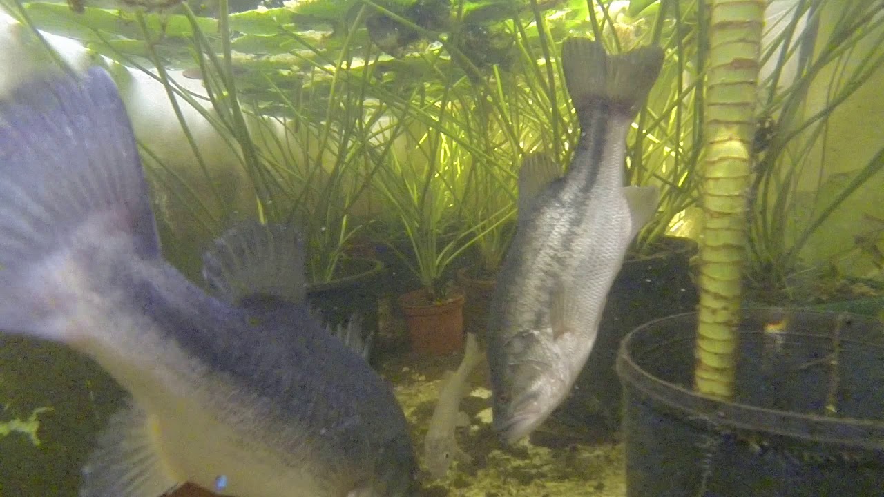 Black Bass (Micropterus Salmoides) - YouTube