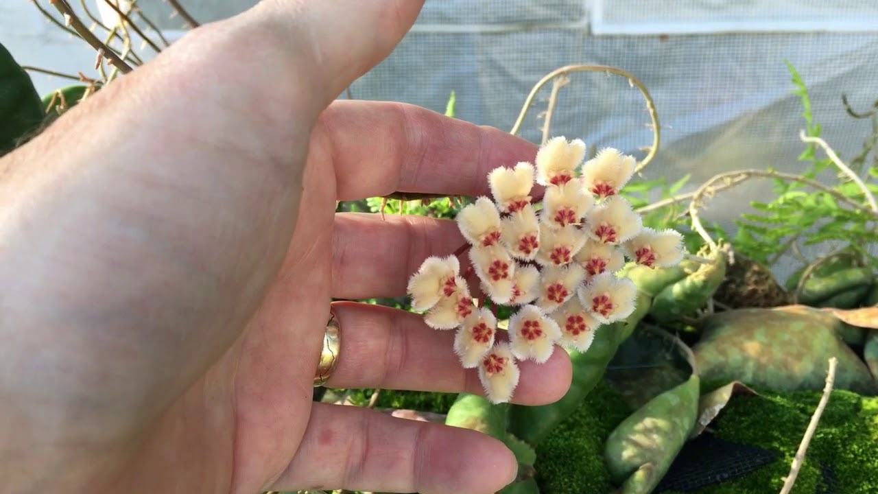 Flowering Hoya maxima or imbricata - YouTube
