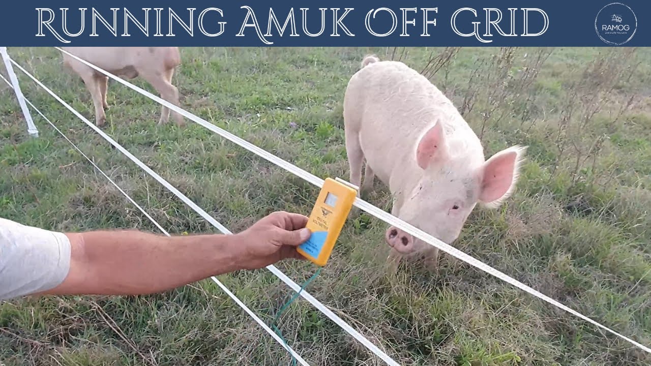 Cell Grazing Happy Pigs S2 | E21 - YouTube