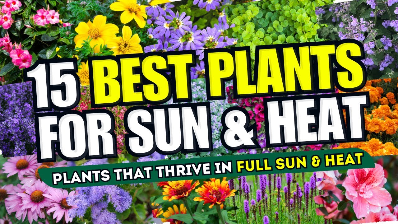 🌞😱 SUN & HEAT WARRIORS! 15 Best Plants That Thrive in Full Sun ...