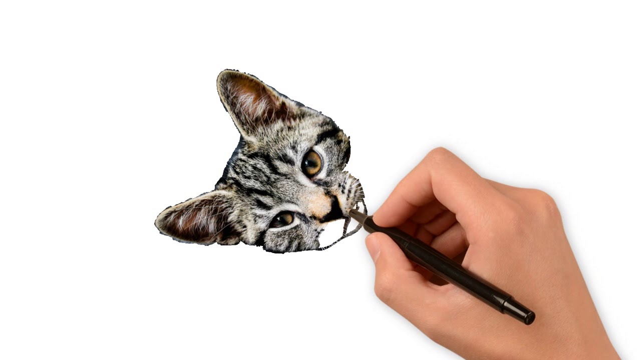 Automated Cat Drawing Effect in 2 Minutes - YouTube