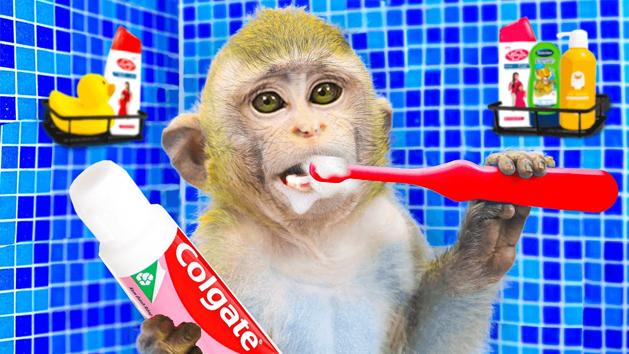 KiKi Monkey brushing his teeth and swimming in a pool full of Water ...