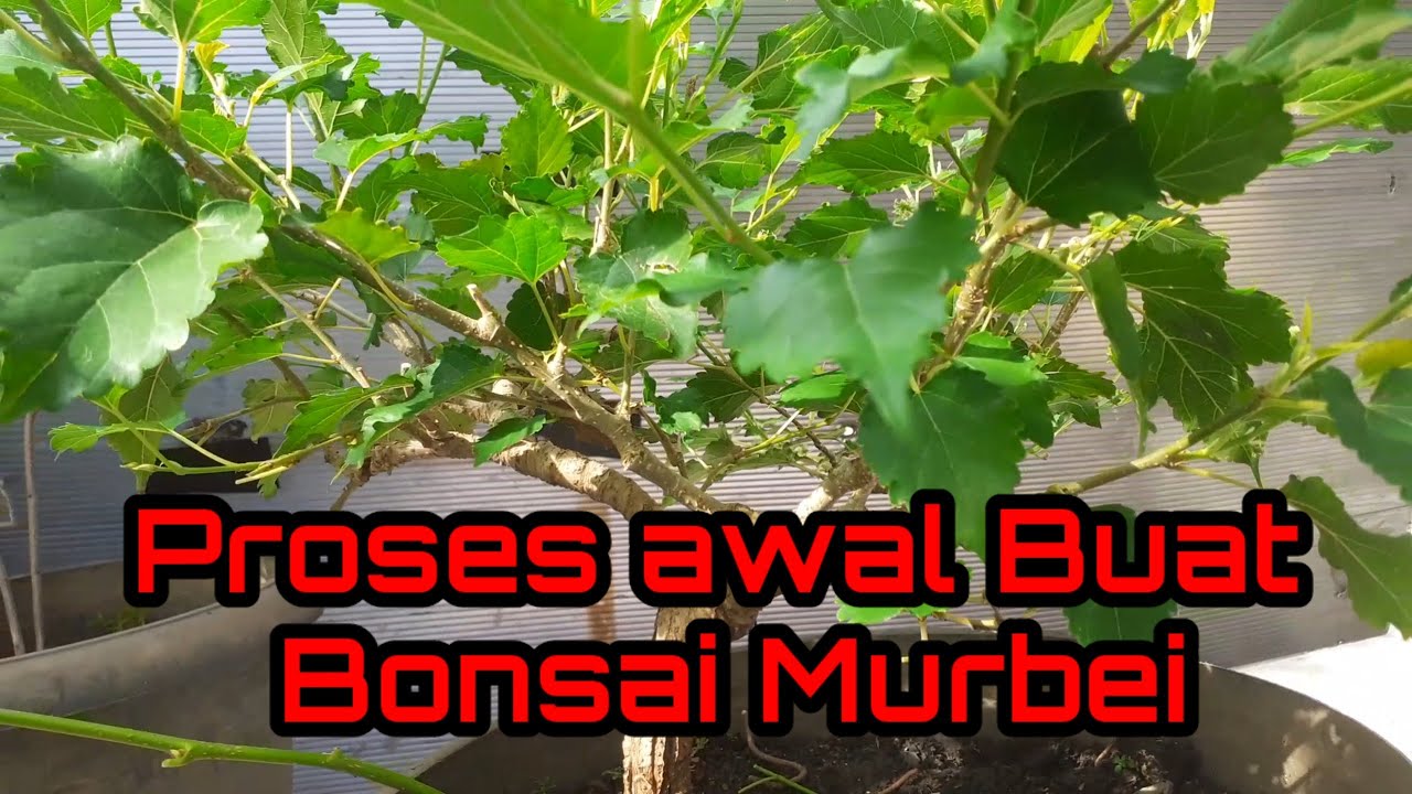 Cara membuat bonsai murbei||proses membuat bonsai murbei||bonsai murbei ...