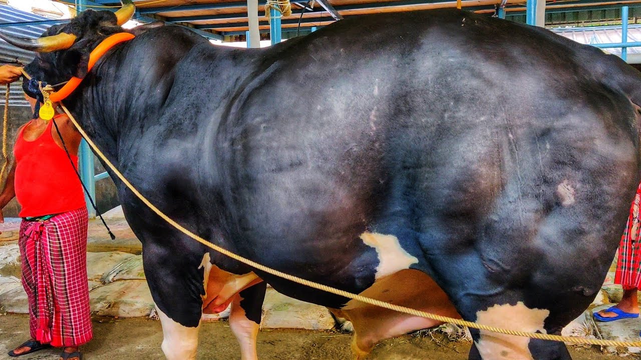 Giant Austral Bull || Heavy Weight || Bigg Bull || 2020 Eid Collection ...
