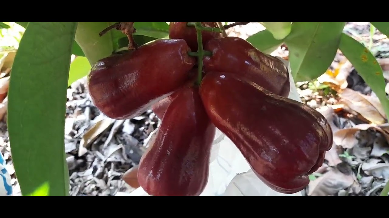 jambu Air Mutiara Hitam Siap Panen - YouTube