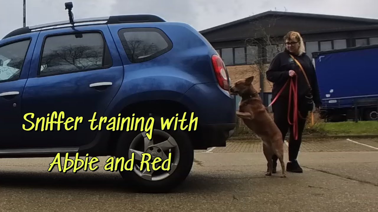 Sniffer training with Abbie and Red - YouTube