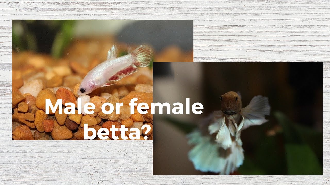 How to: Tell The Gender of an Adult Betta - YouTube