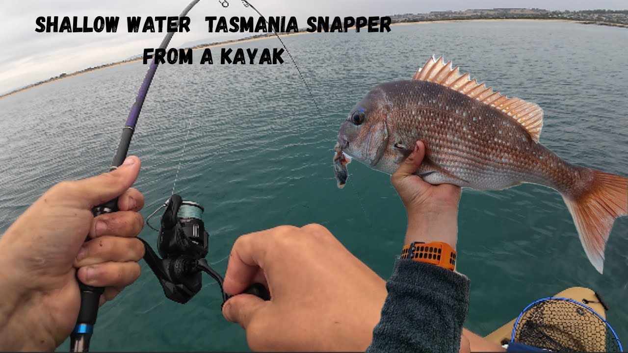 Shallow Water Tasmanian Snapper from a Kayak - YouTube