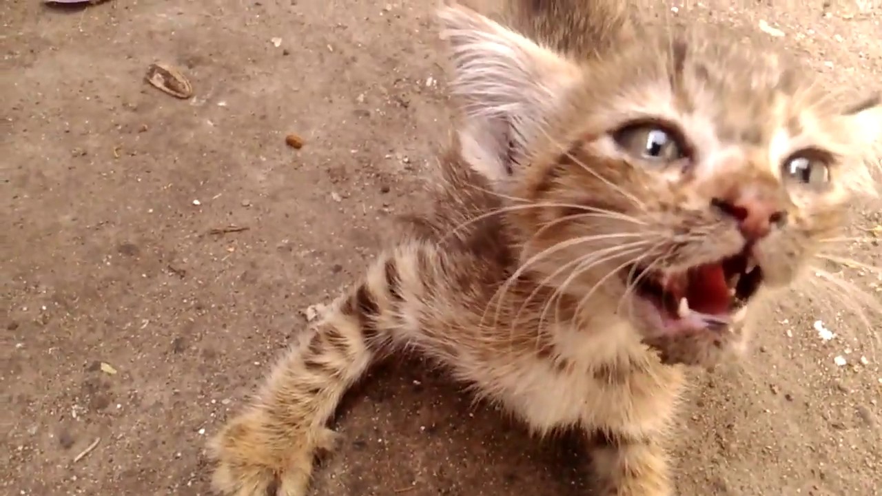 Feral kitten in the garbage dump (16) Tiny kitten afraid of me, and ...
