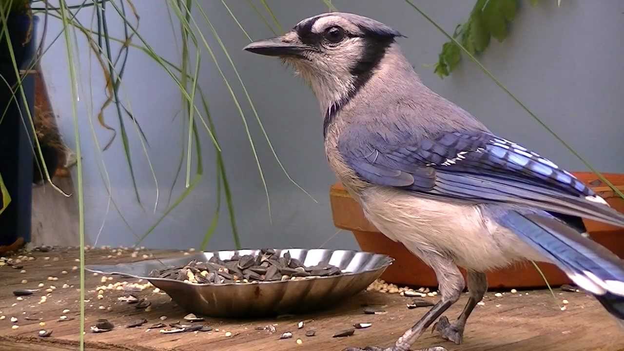 Wild Birds Back Yard - YouTube
