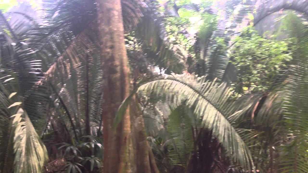 "Welcome to Jurassic Park" Monkeys in Jungle in Belize: Royal Caribbean ...