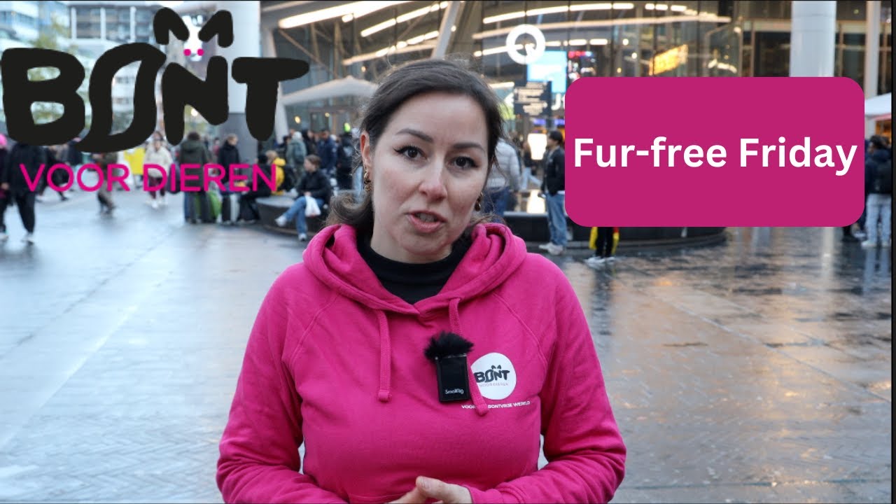 Fur-free Friday 🐰🦊 - YouTube