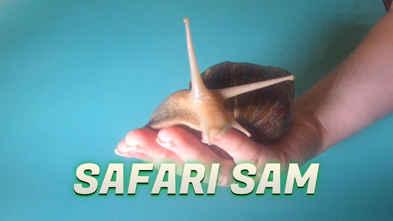 The Sad Story of Our Failed Snail Colony... - Safari Sam - YouTube