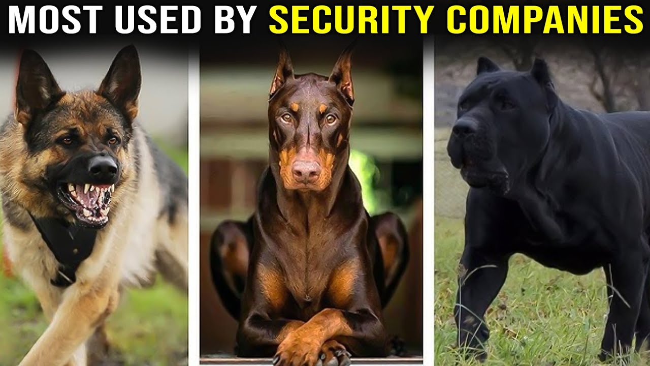 10 Dog Breeds Most Used By Security Companies - YouTube