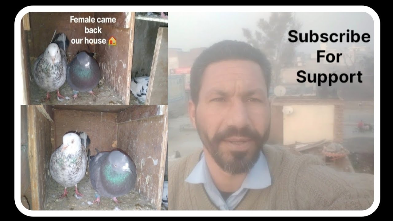 ਨਵੀਂ ਕੱਬੂਤਰੀ ਦਾ ਕਾਲੇ ਕੱਬੂਤਰ ਨਾਲ ਜੋੜਾ ਲਗਾ ਦਿੱਤਾ 👍New female pair with ...