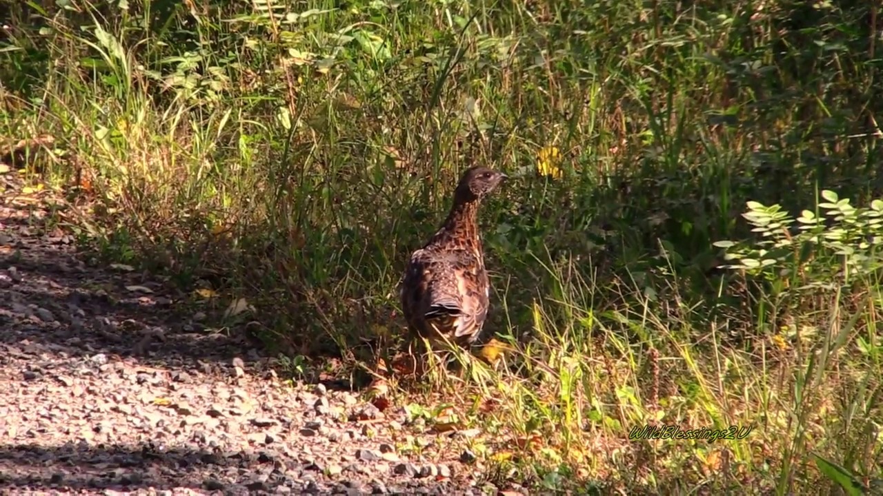 Ruffed Grouse Family Visit - YouTube