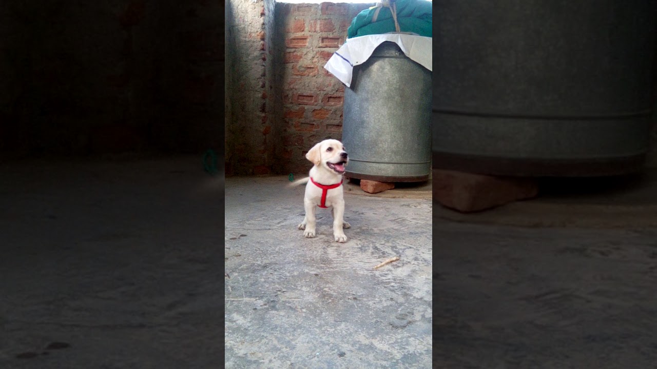 Labrador puppy 2 month old - YouTube